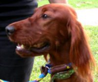 Rescue Information – Irish Setter Club of America, Inc.