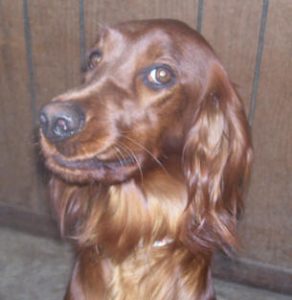 Rescue – Irish Setter Club of America, Inc.