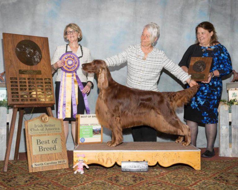 Past National Specialty Winners – Irish Setter Club of America, Inc.