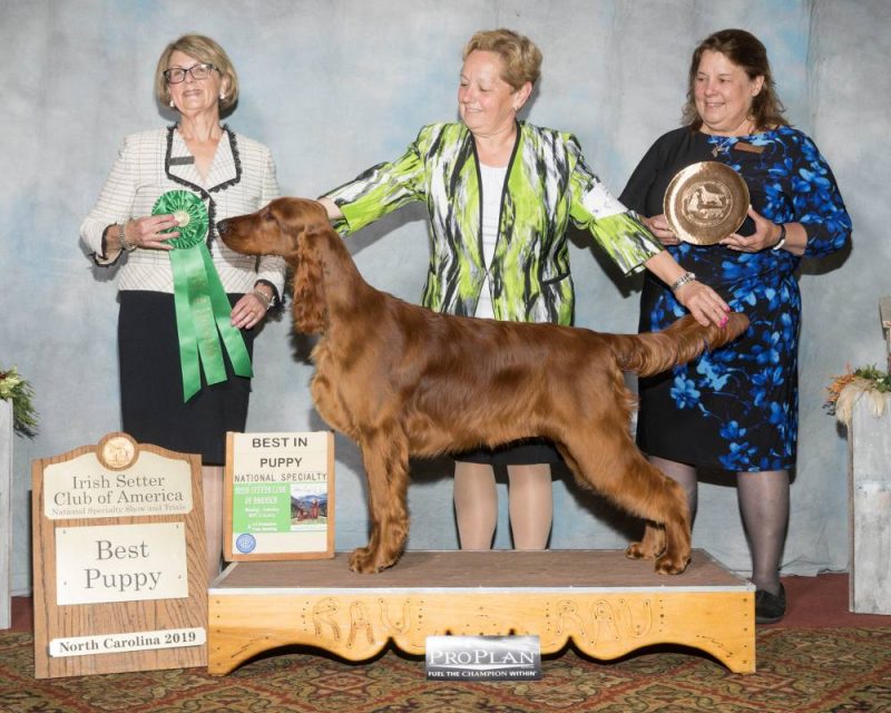 2019 National Specialty – Irish Setter Club of America, Inc.