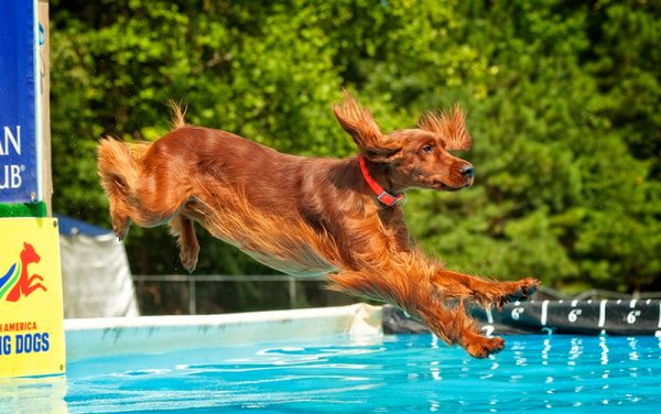 Irish Setter Club of America, Inc.